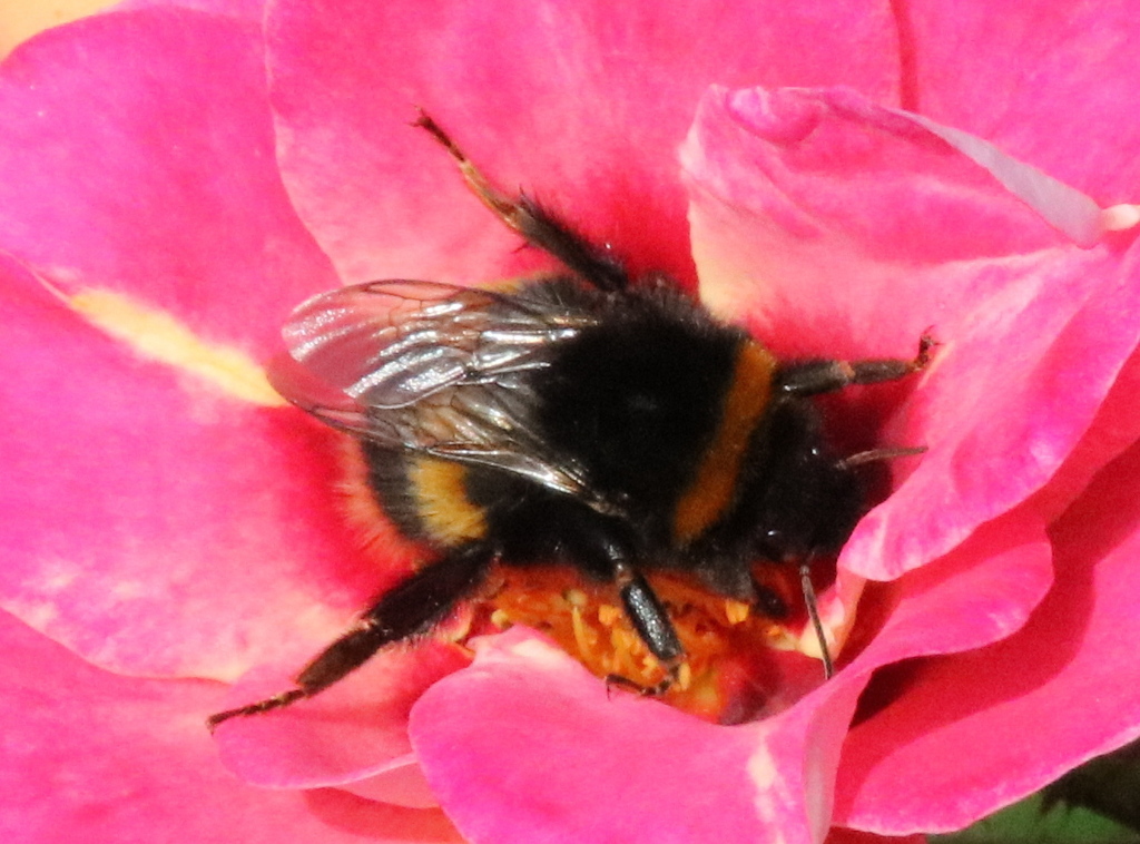 Buff-tailed Bumble Bee from Kelburn, Wellington, New Zealand on April ...