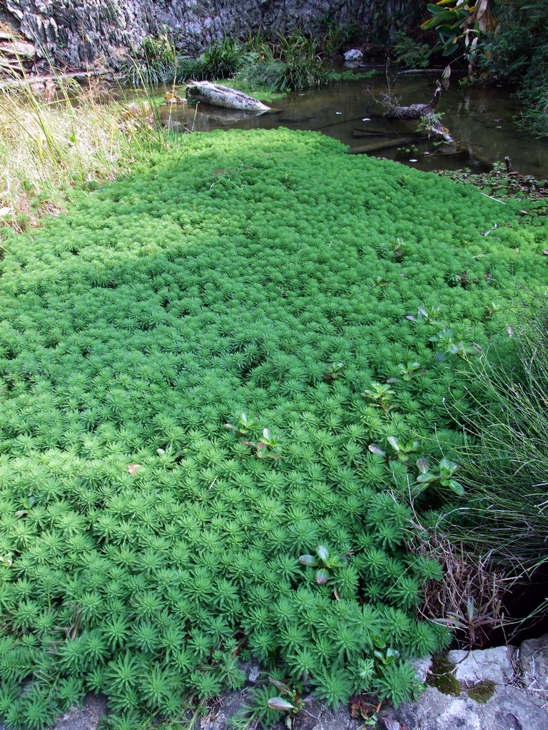 Parrot's Feather (Invasive Exotic Plants of North Carolina) · iNaturalist