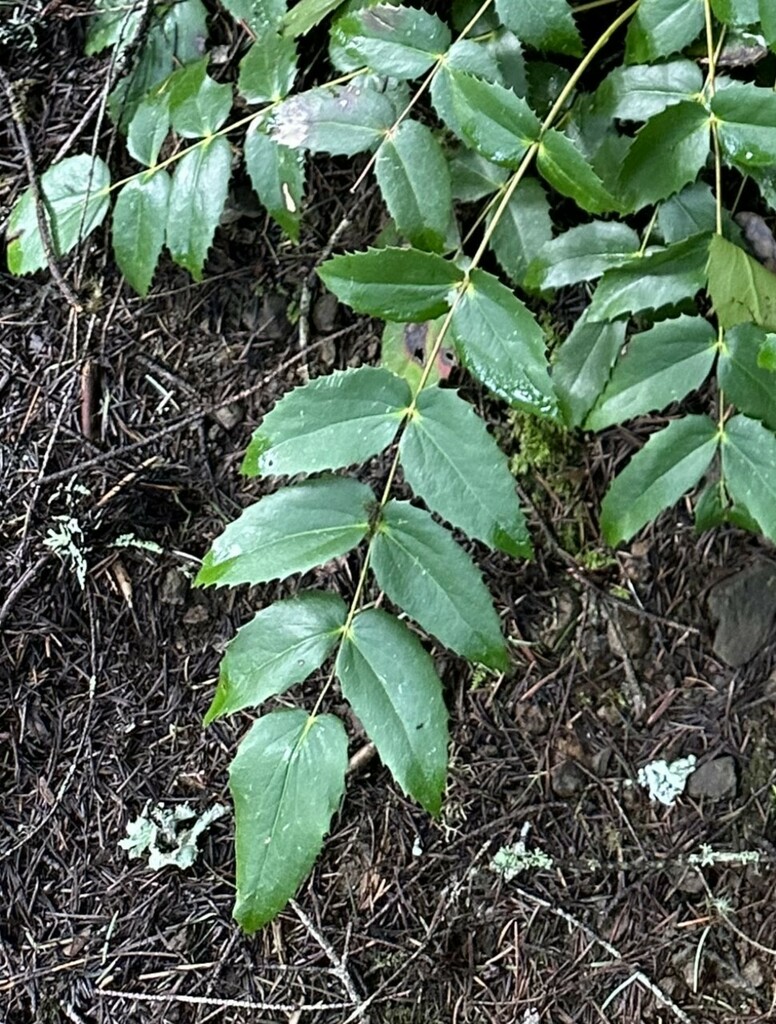 Cascade Oregon-grape from US Hwy 26, near Wolf Creek, Tillamook County ...