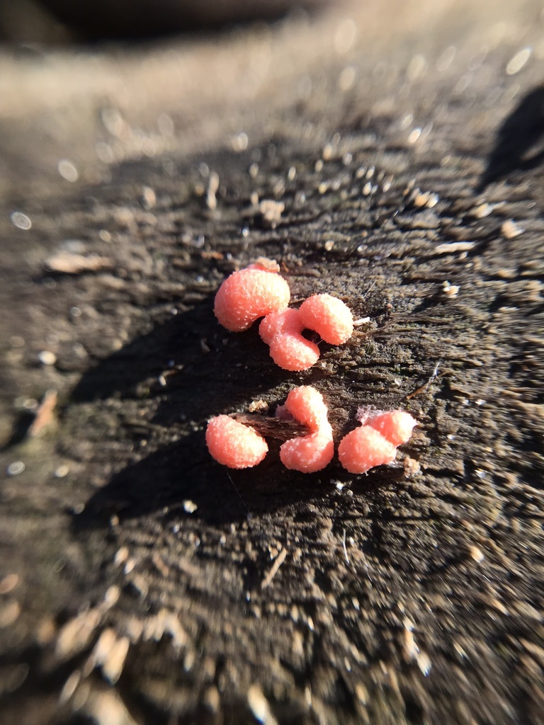 Red Raspberry Slime Mold from San Jerónimo, Santa Fe, Argentina on ...