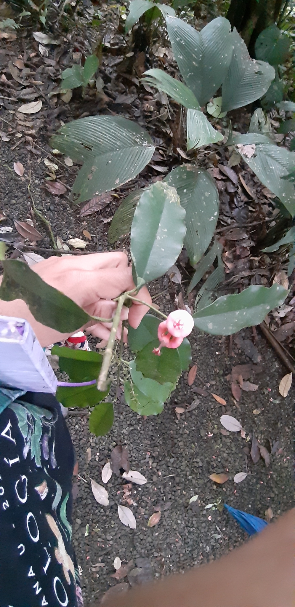 Symphonia globulifera L.fil.