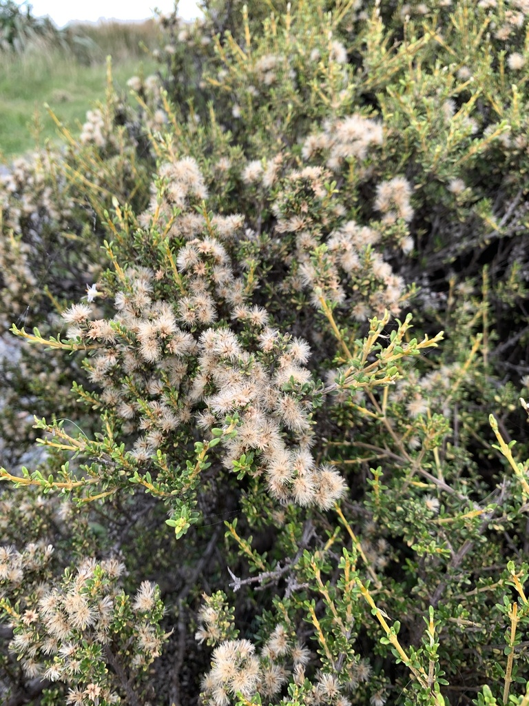 Coastal tree daisy from Te Ika-a-Māui/North Island, Wellington ...