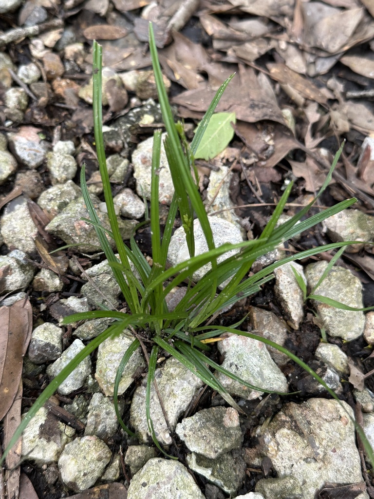 Dwarf Lily-turf from Friendswood, TX, US on April 29, 2023 at 02:23 PM ...