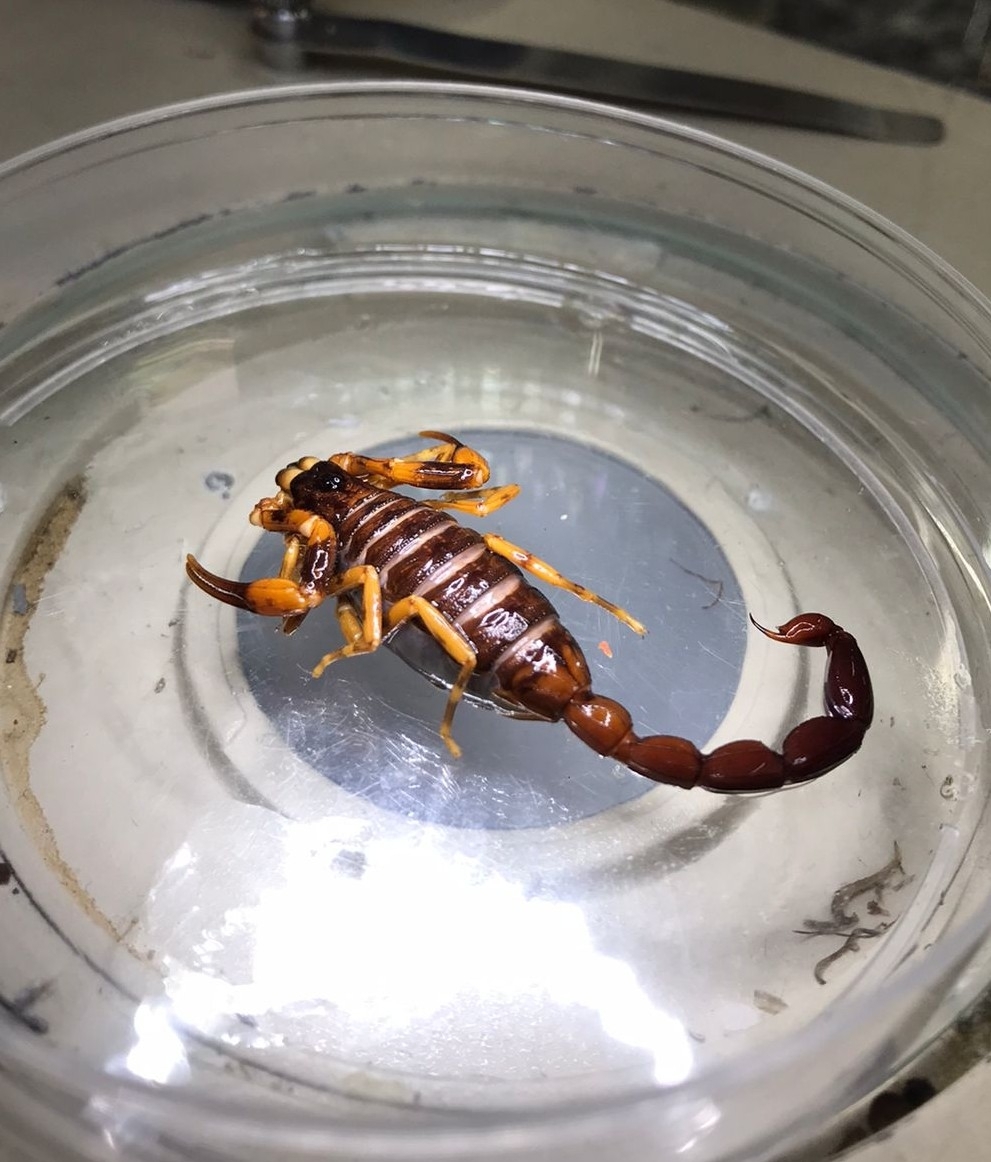 Tityus bahiensis (Perty, 1833)