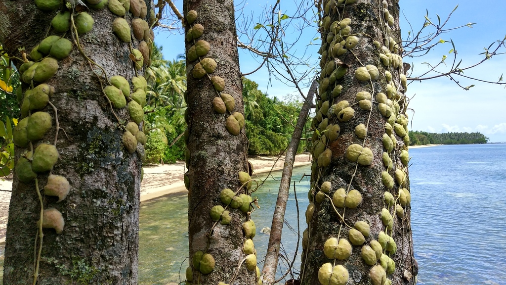 Dischidia from North Halmahera Regency, North Maluku, Indonezja on ...