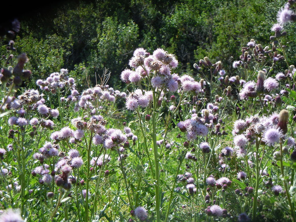 Field Thistle (Invasive Exotic Plants of North Carolina) · iNaturalist