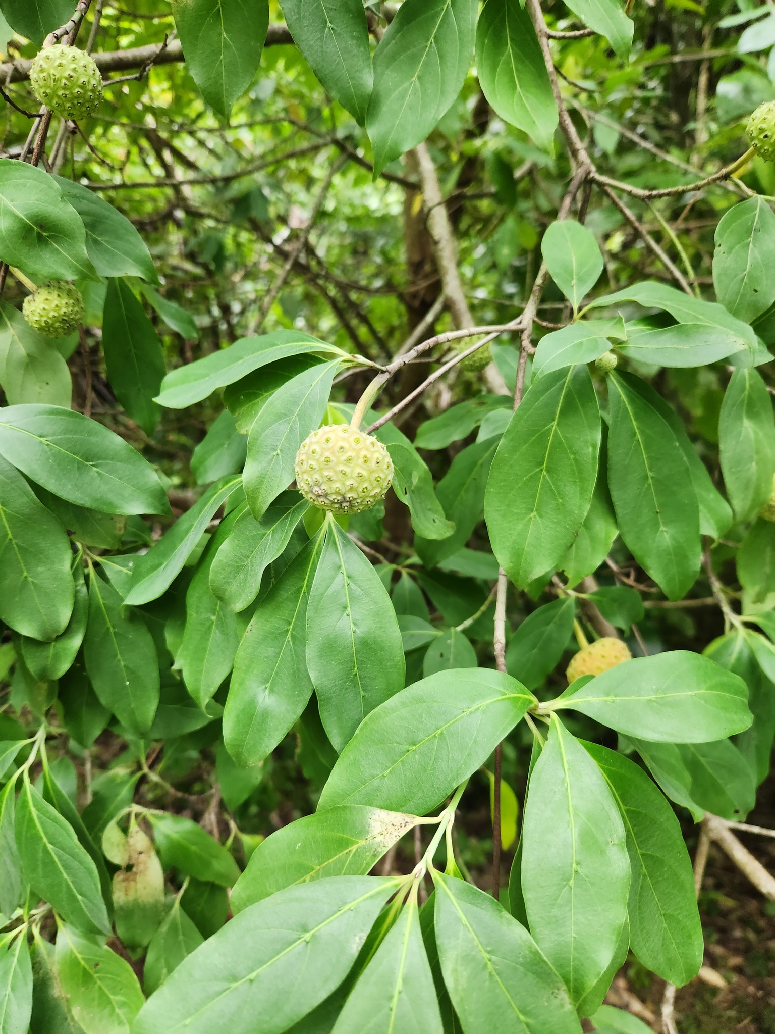 Cornus capitata Wall.