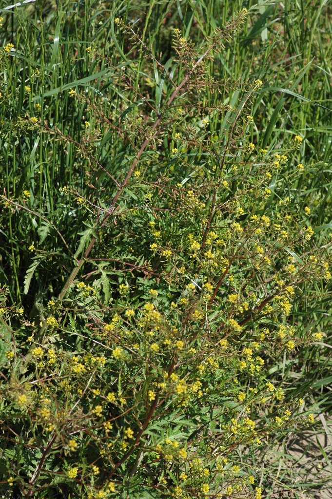 Creeping Yellowcress (Invasive Exotic Plants of North Carolina ...