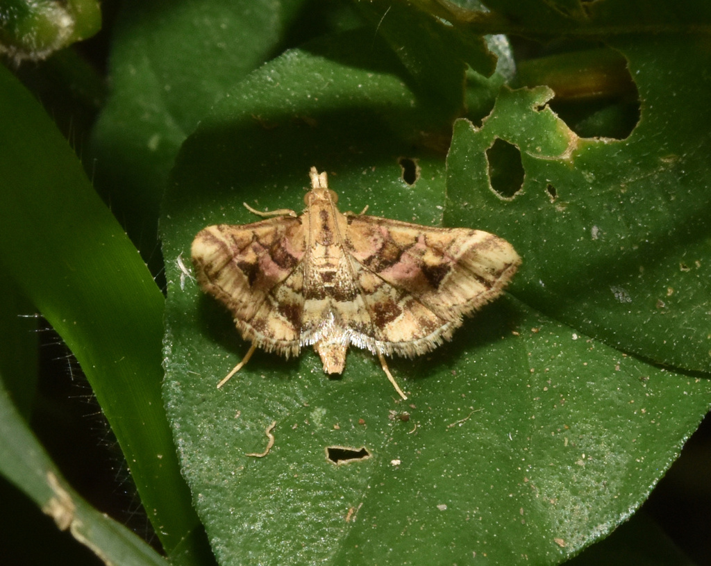 Diasemia lunalis from Dawncliffe, Westville, KZN, ZA on April 28, 2023 ...