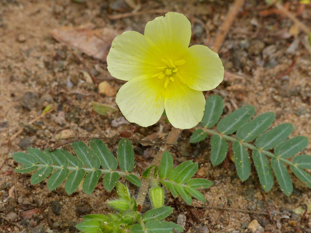 Puncture Vine (Invasive Exotic Plants of North Carolina) · iNaturalist