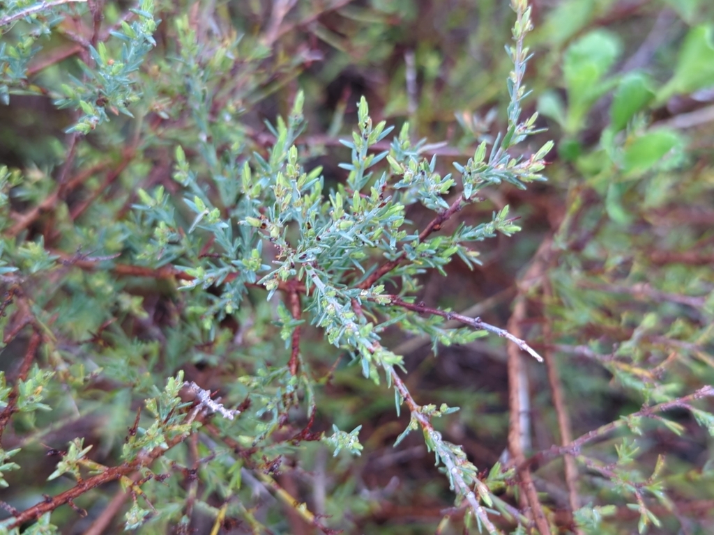 Eutaxia diffusa from Stop 36 Black Rd - South side, Happy Valley SA ...