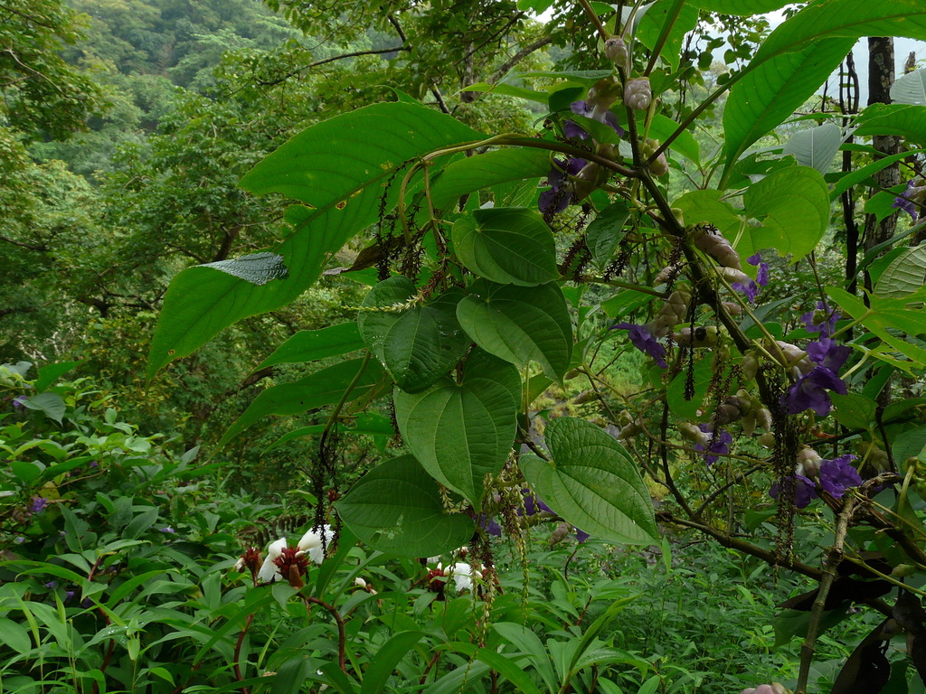 Chinese Yam (Invasive Exotic Plants of North Carolina) · iNaturalist