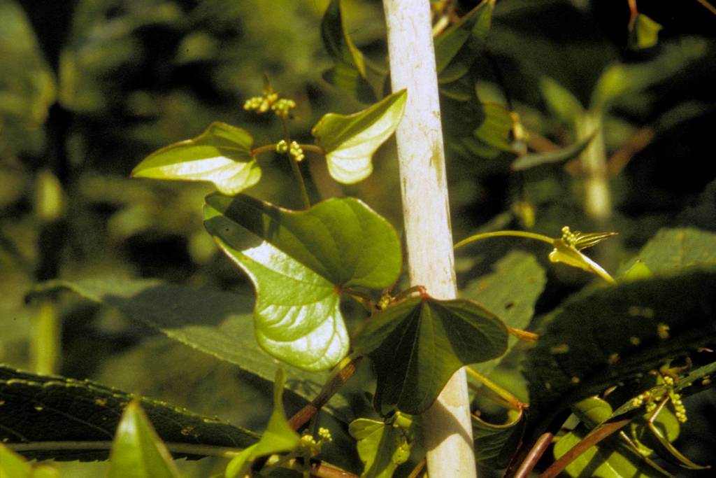 Chinese Yam (Invasive Exotic Plants of North Carolina) · iNaturalist