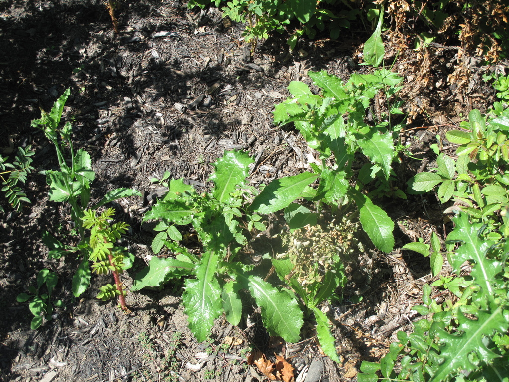 Sonchus asper (CCSP Backcountry (WIP)) · iNaturalist