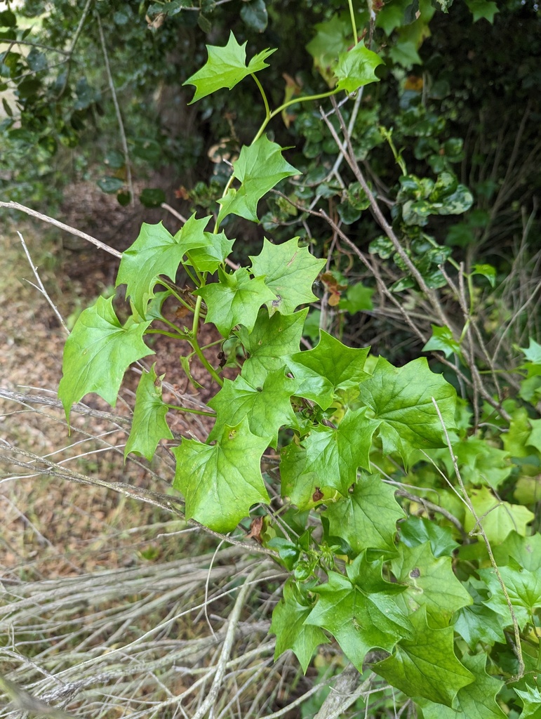 Cape-ivy from Santa Barbara County, CA, USA on April 29, 2023 at 10:09 ...