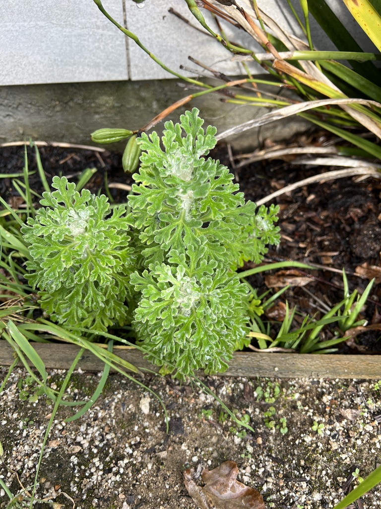 Flannel Flower from Hornsby - North, AU-NS, AU on April 30, 2023 at 03: ...