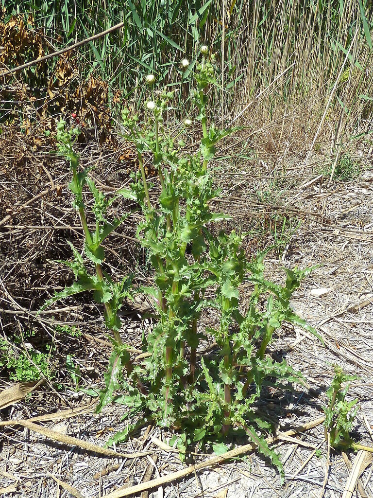 Sonchus asper (CCSP Backcountry) · iNaturalist