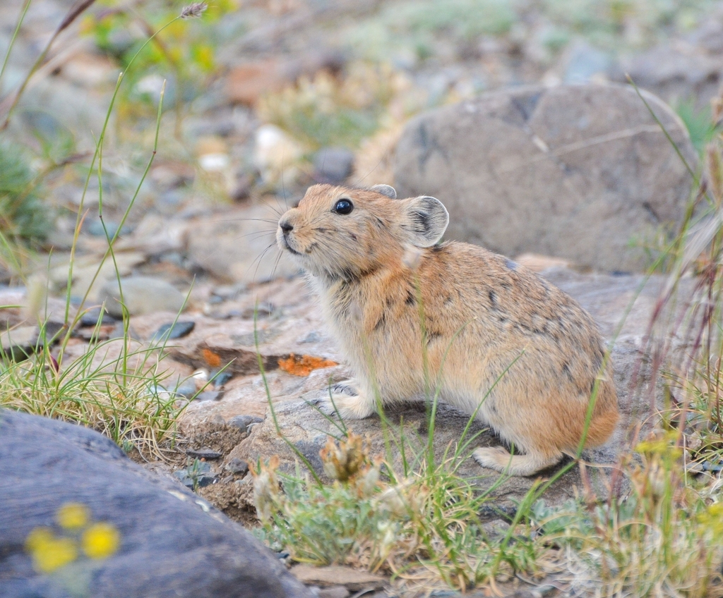Alpine Pika from Респ. Алтай, Россия, 649792 on July 10, 2021 at 03:32 ...
