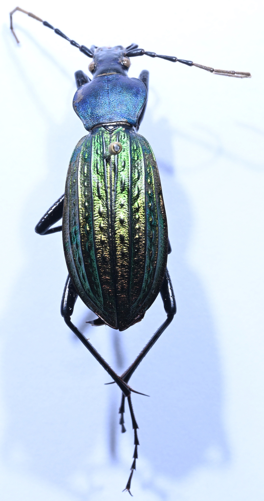 Carabus davidis from 中国江西省赣州市兴国县齐分村覆笥山 on April 22, 2014 at 05:54 PM by ...
