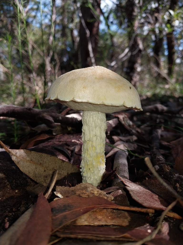 Snowy Bolete from Girrakool Loop Track, NSW, Australia on April 30 ...