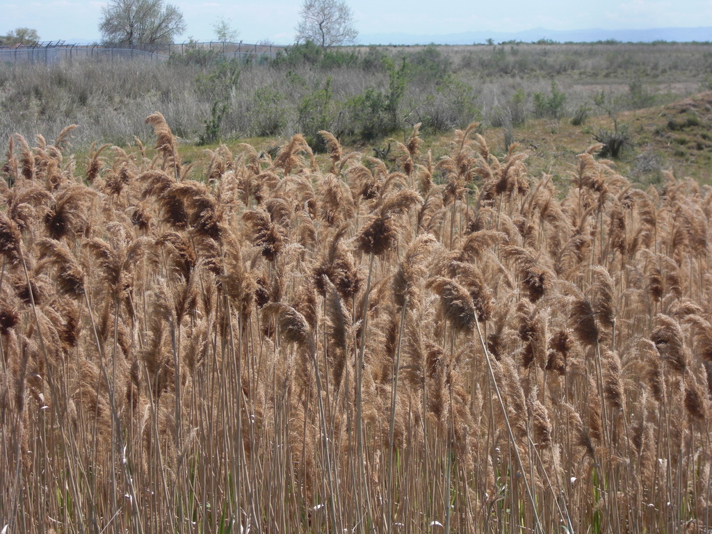 Common Reed (Invasive Exotic Plants of North Carolina) · iNaturalist