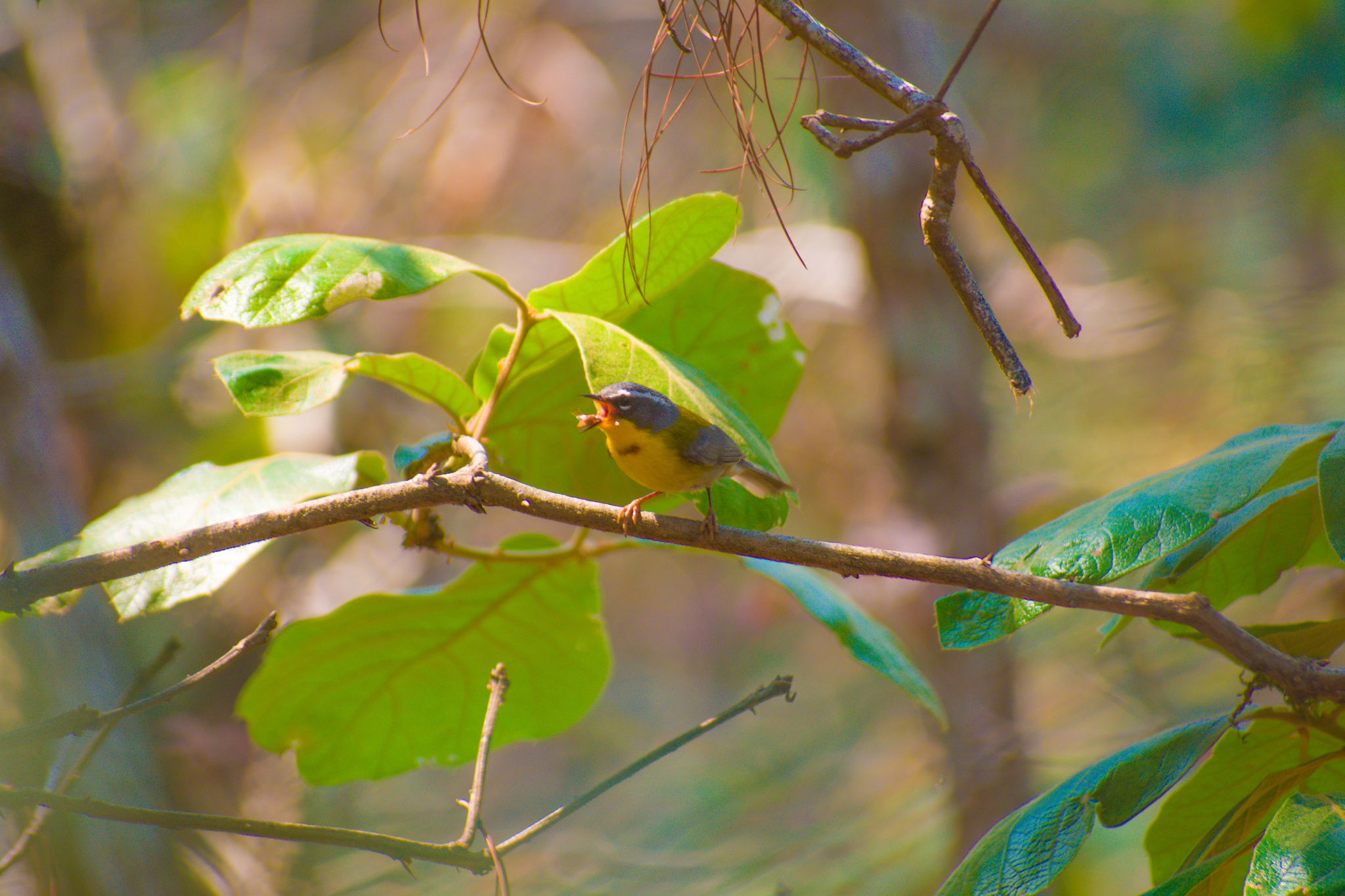 Oreothlypis superciliosa (Hartlaub, 1844)
