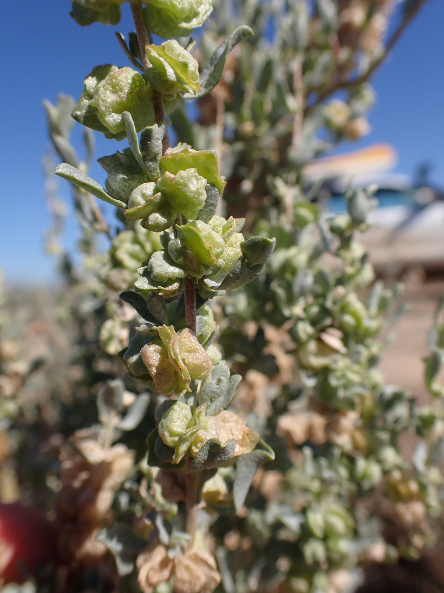 Atriplex vesicaria Heward ex Benth.