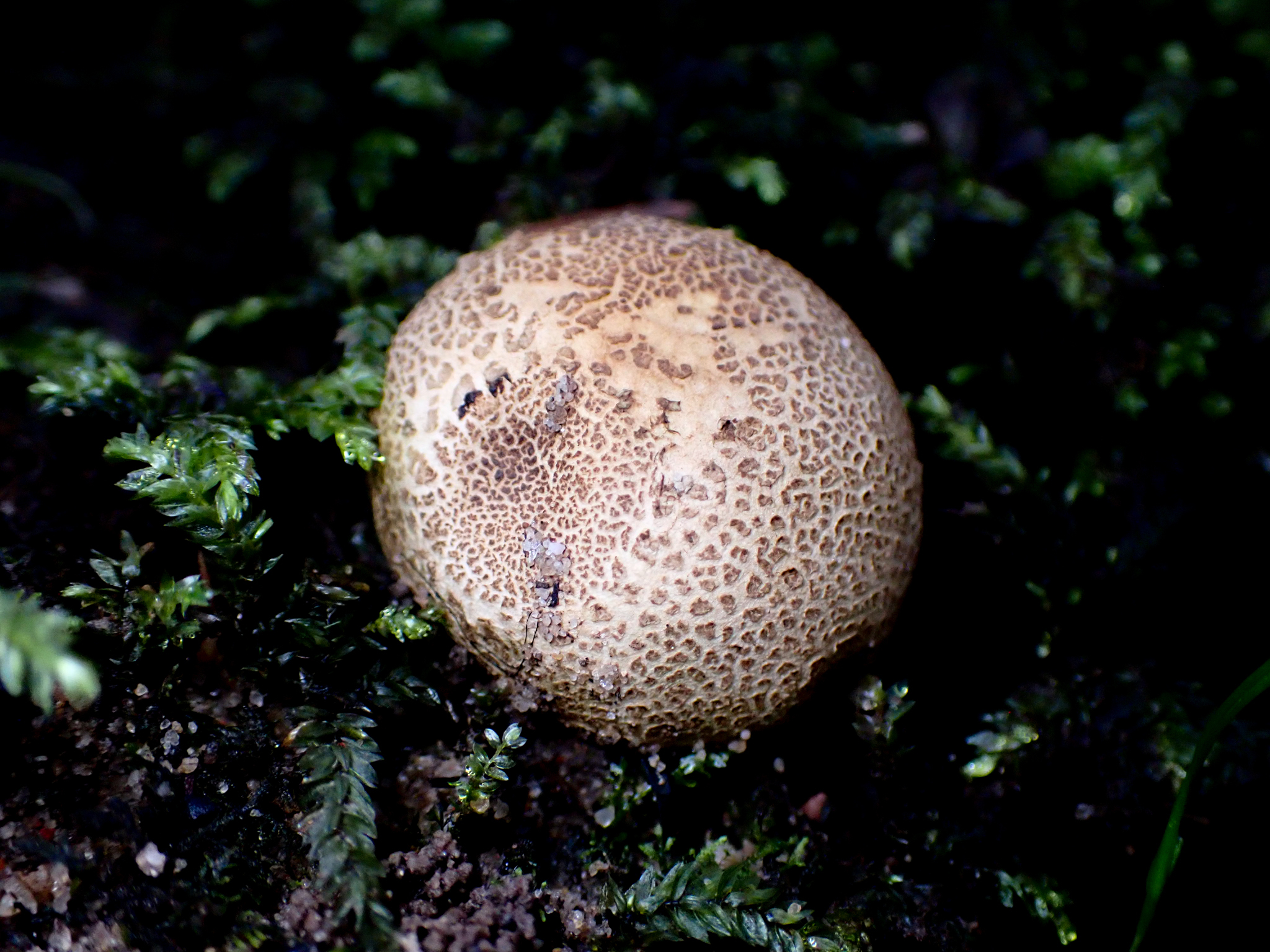 Scleroderma cepa Pers.