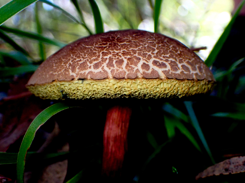 Boletellus badiovinosus from Girrakool Loop Track, Woy Woy Rd, Kariong ...