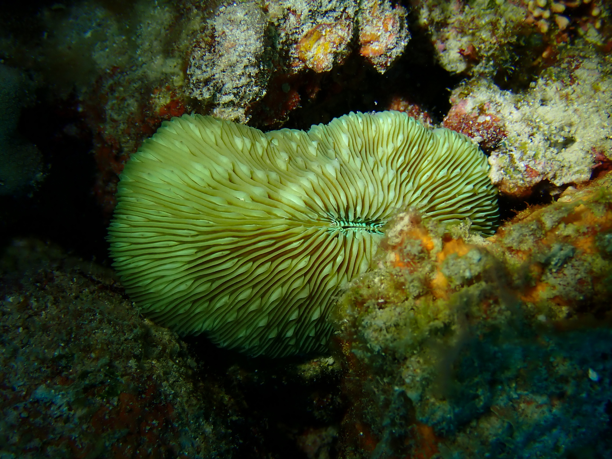 Lobactis scutaria (Lamarck, 1801)