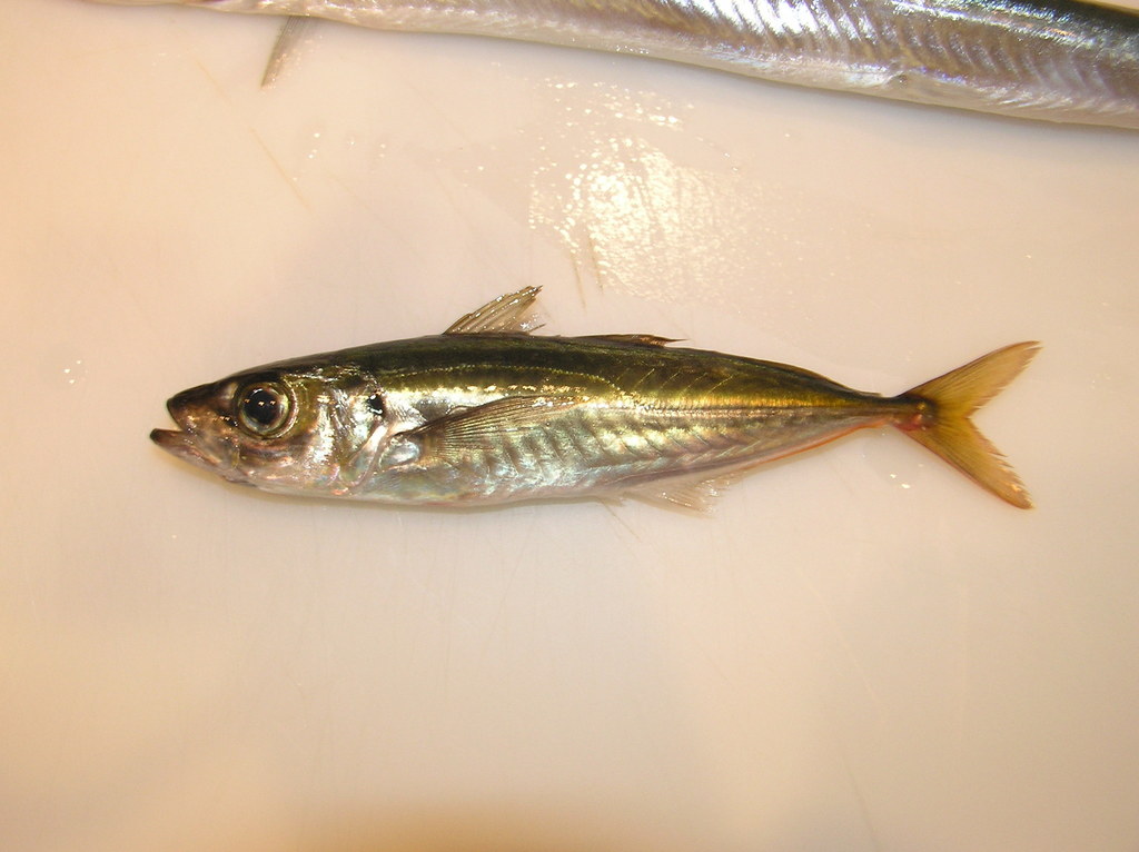 Pacific Jack Mackerel (Trachurus symmetricus) - Marine Life Identification