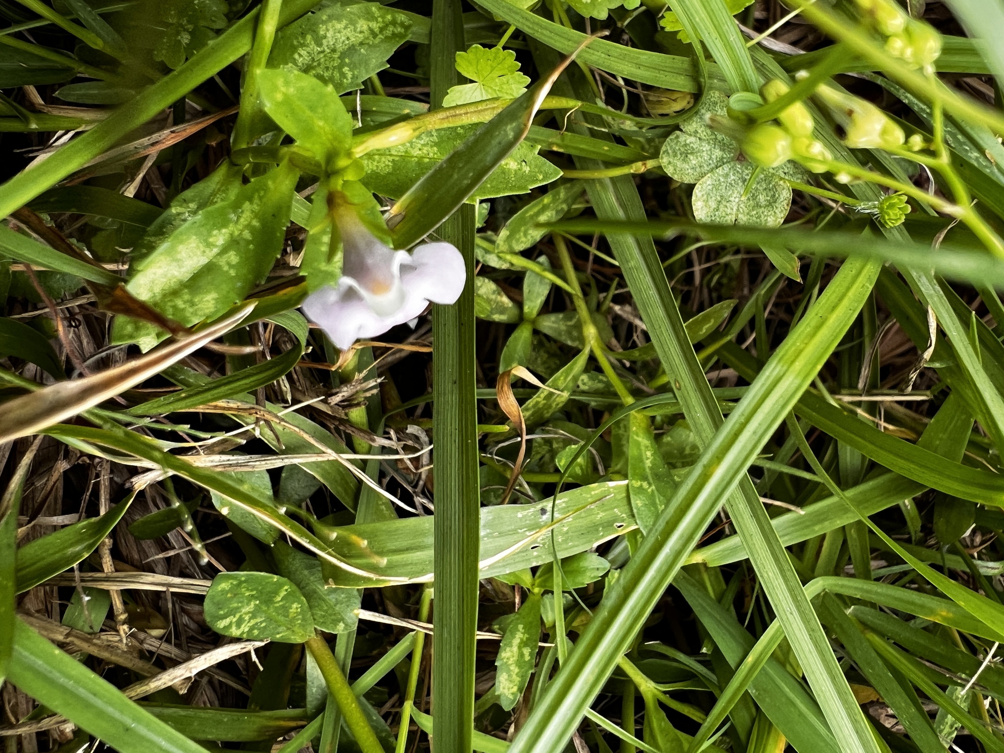 Bonnaya antipoda (L.) Druce