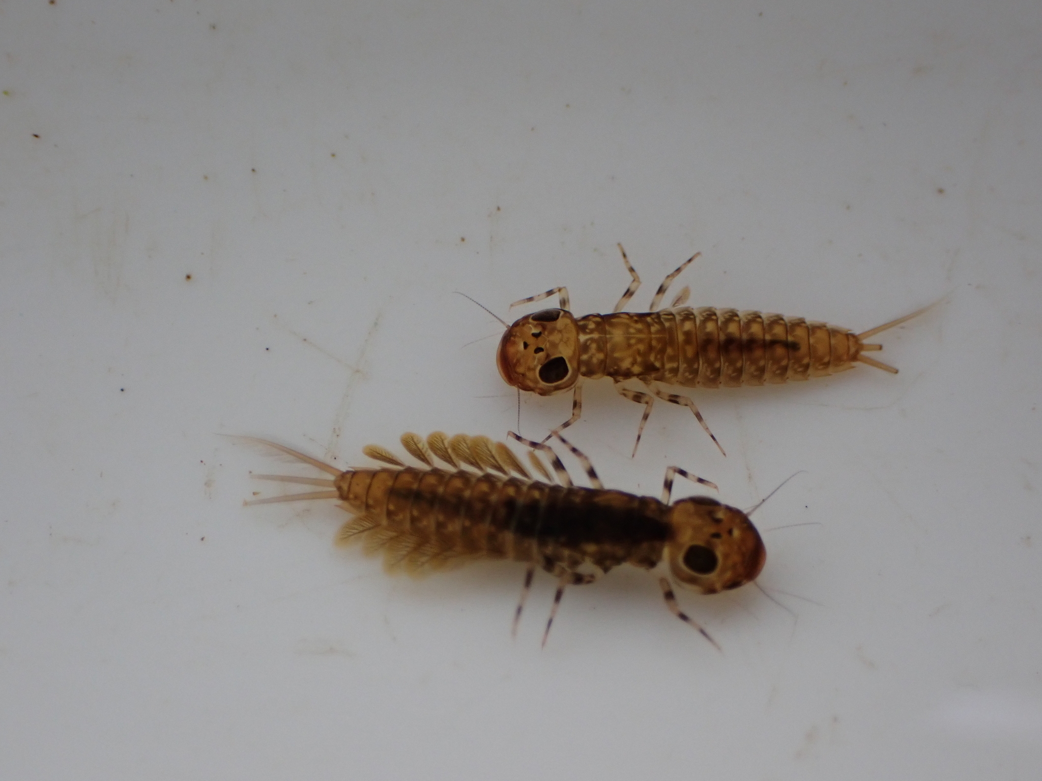 Ameletopsidae
