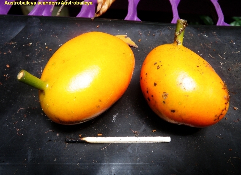 austrobaileya family (Austrobaileyaceae) - Botanical Realm