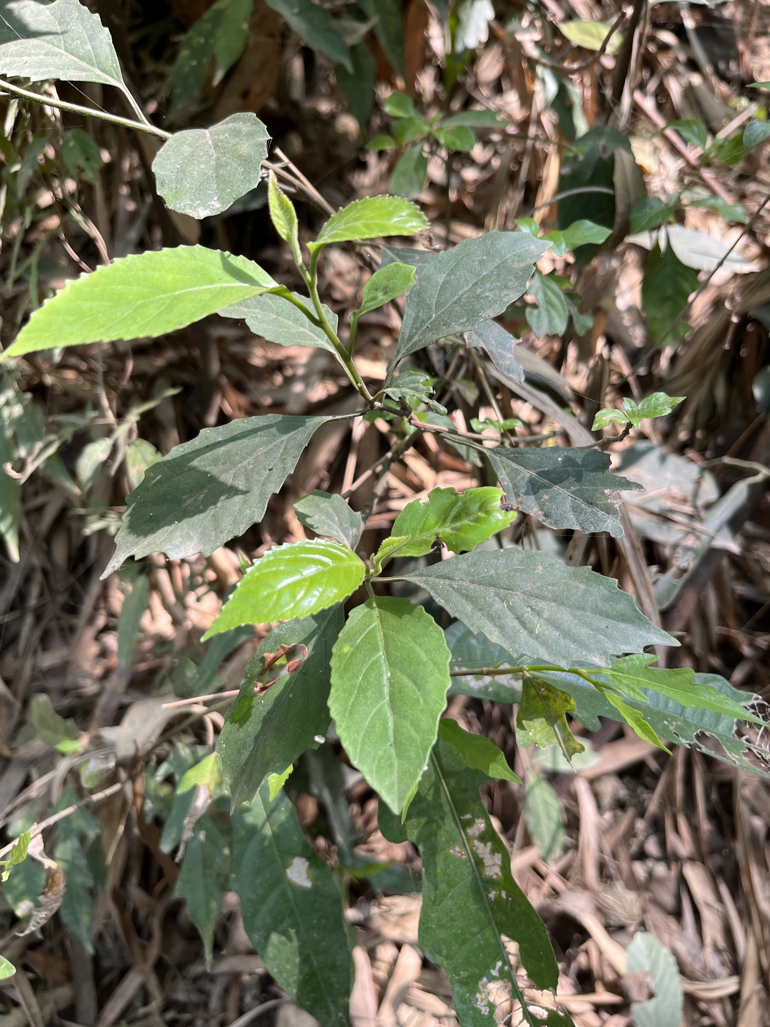 Maesa perlaria var. perlaria