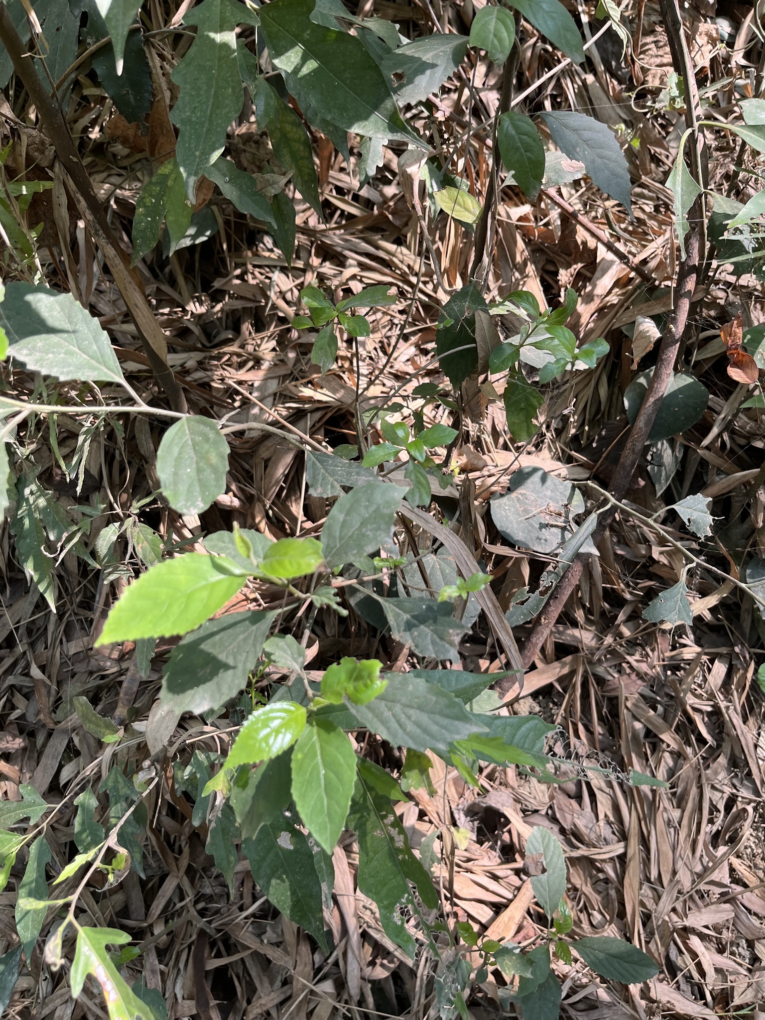 Maesa perlaria var. perlaria
