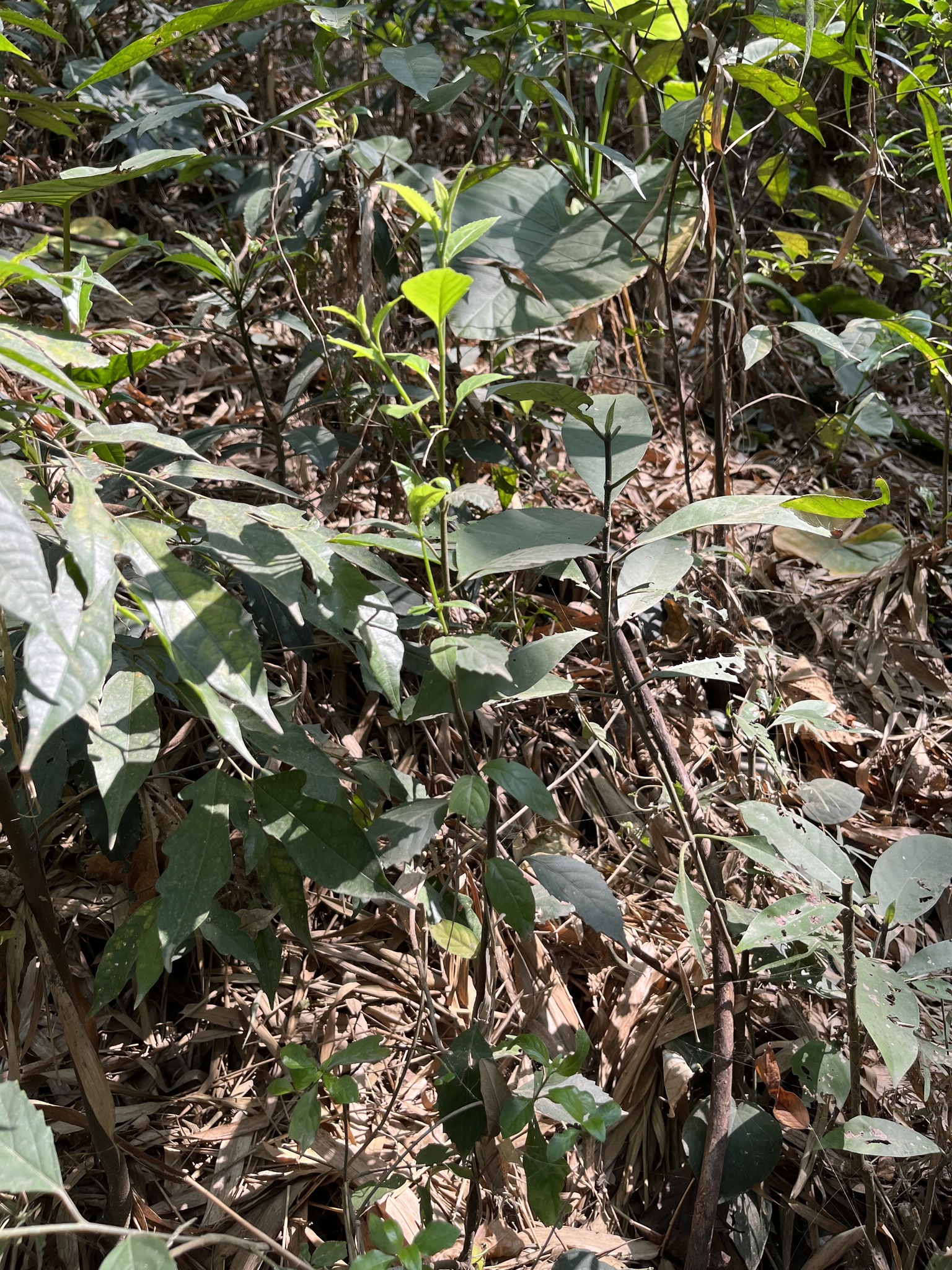 Maesa perlaria var. perlaria