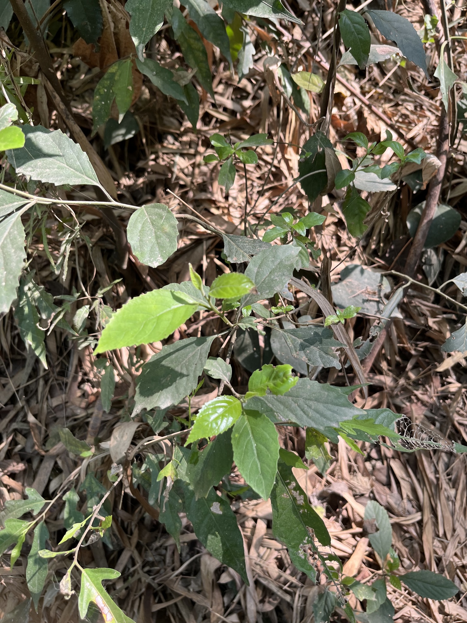Maesa perlaria var. perlaria