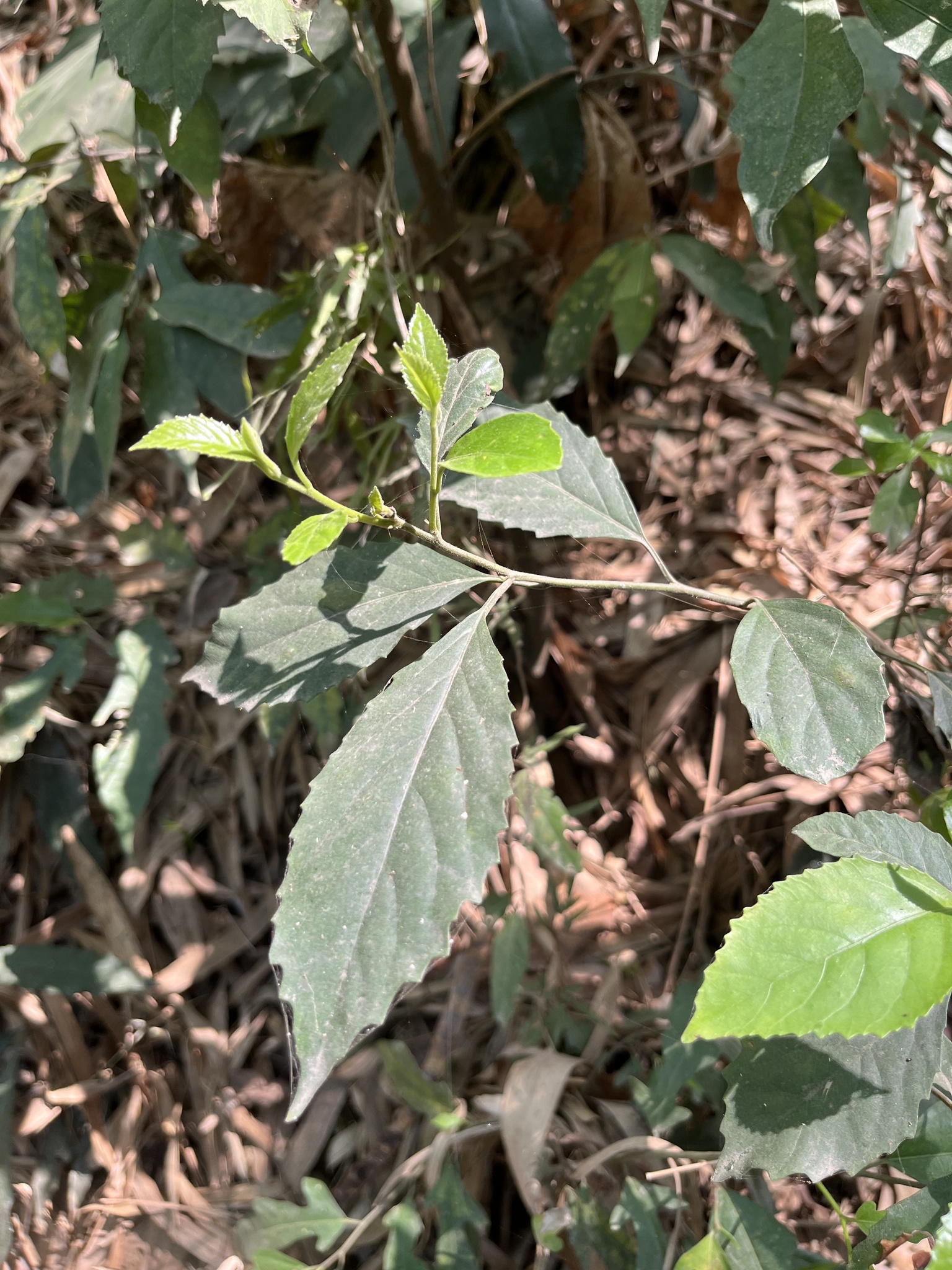 Maesa perlaria var. perlaria