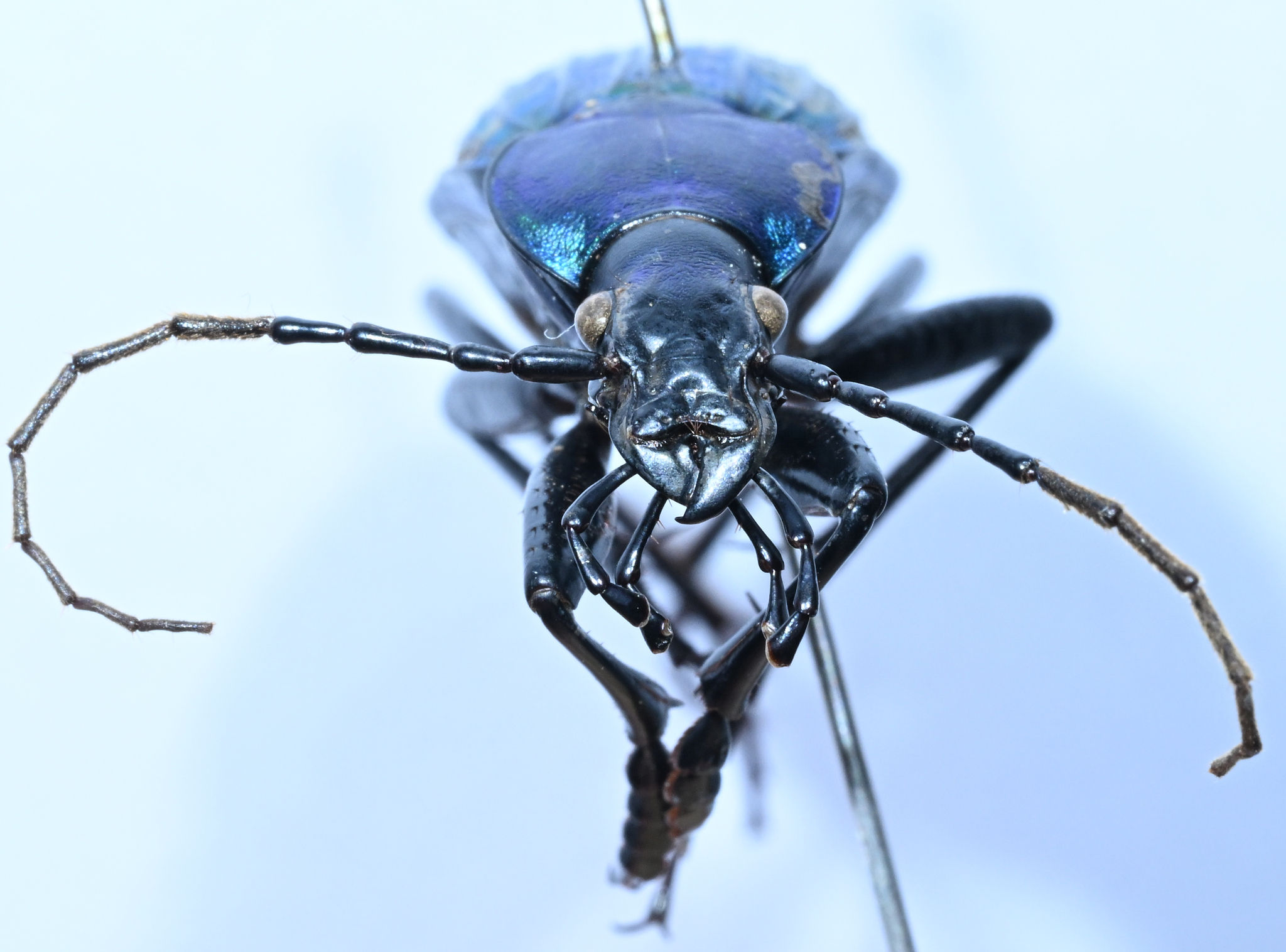 Carabus davidis H.Deyrolle, 1878