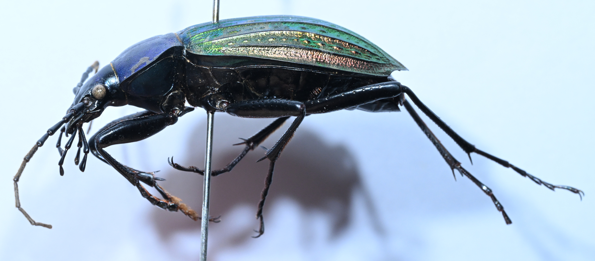 Carabus davidis H.Deyrolle, 1878