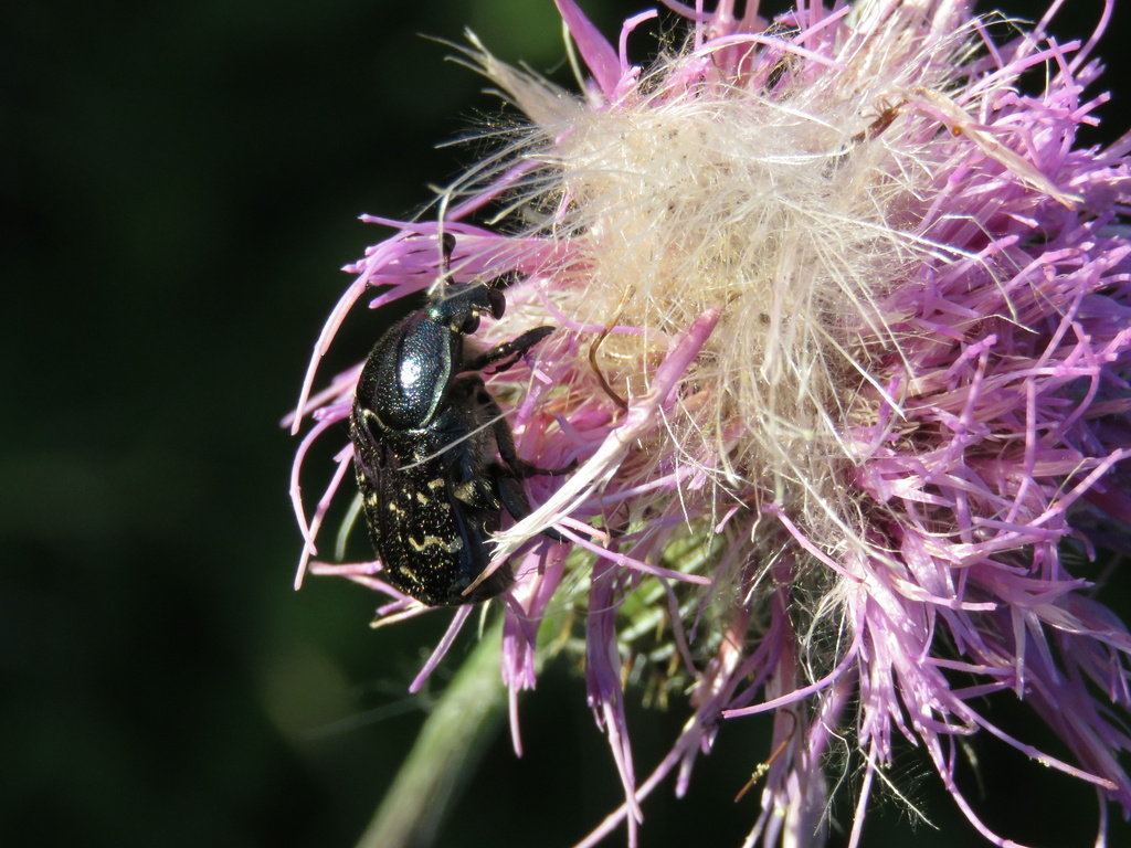 Dark Flower Scarab from Latta Dr, Austin, TX, US on April 29, 2023 at ...