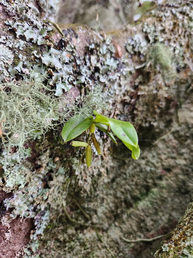 Fleshy Tree Orchid from New Plymouth, Taranaki, New Zealand on April 30 ...