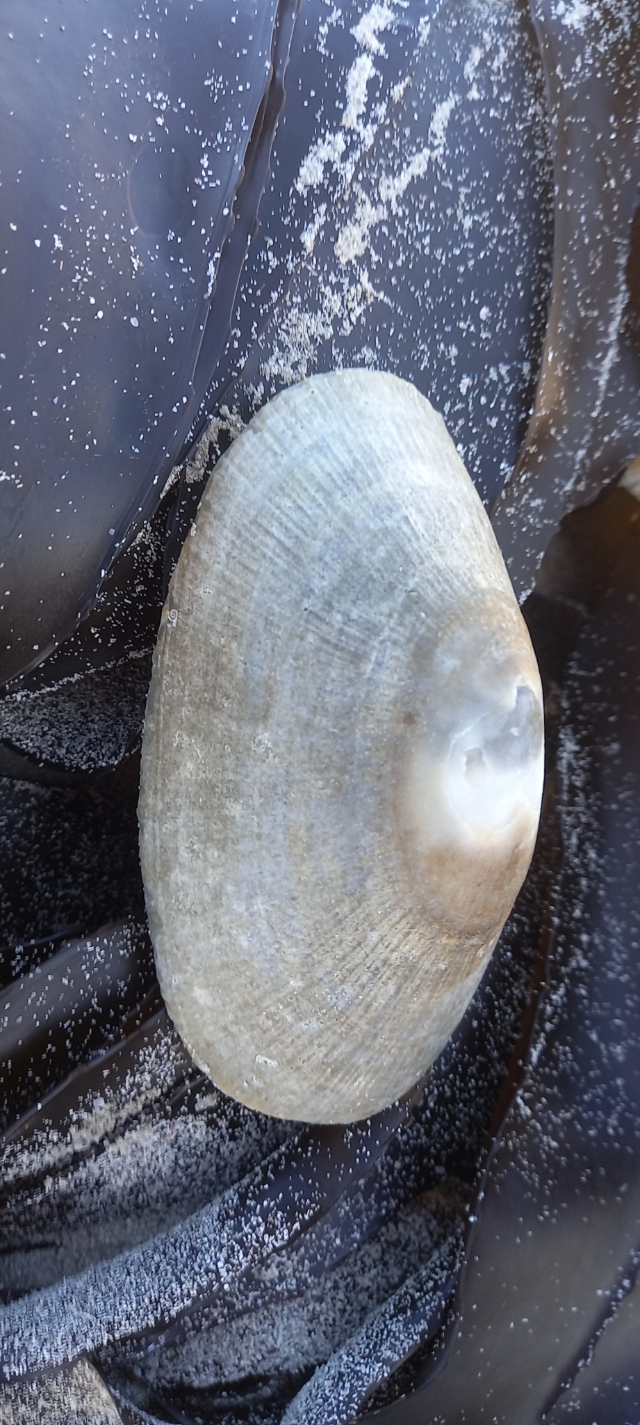 Cymbula compressa (Linnaeus, 1758)