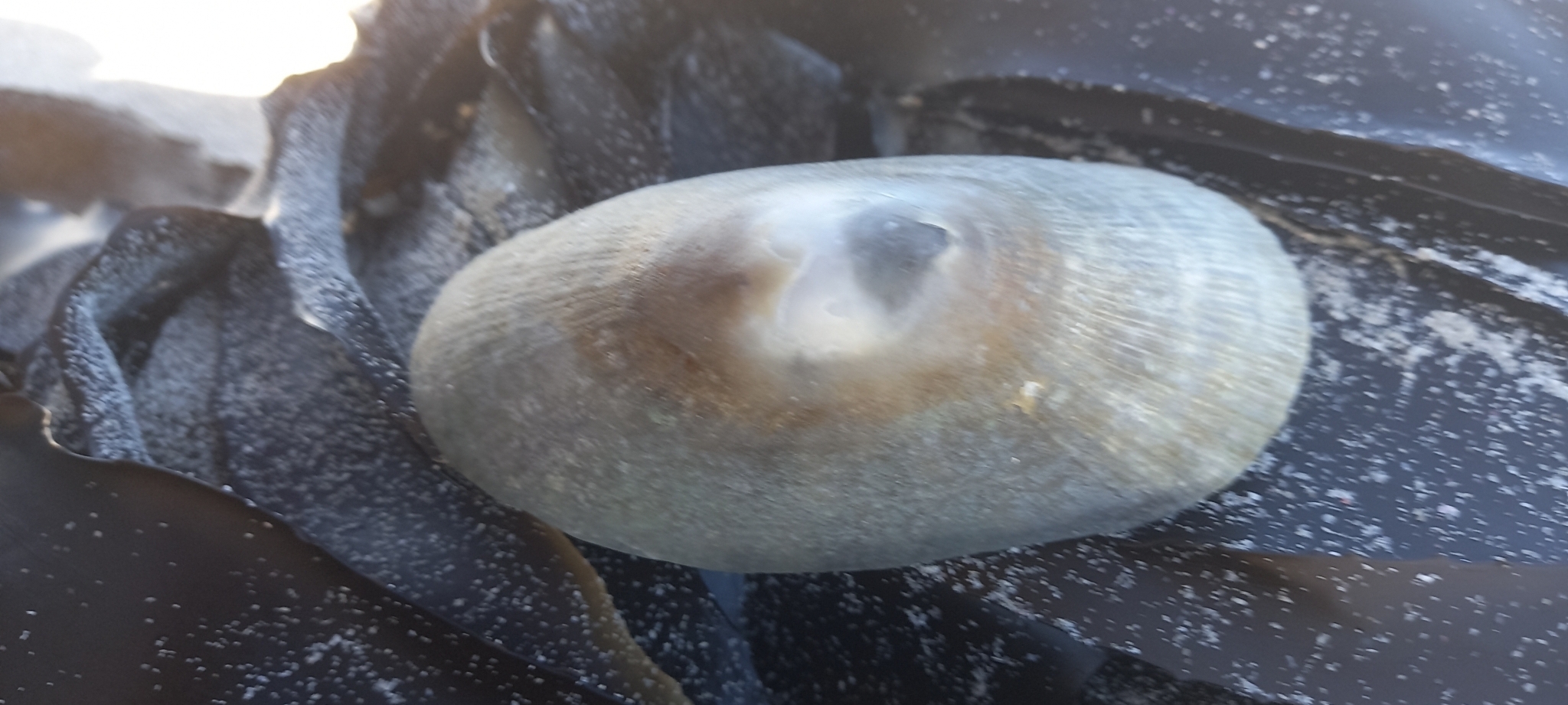 Cymbula compressa (Linnaeus, 1758)