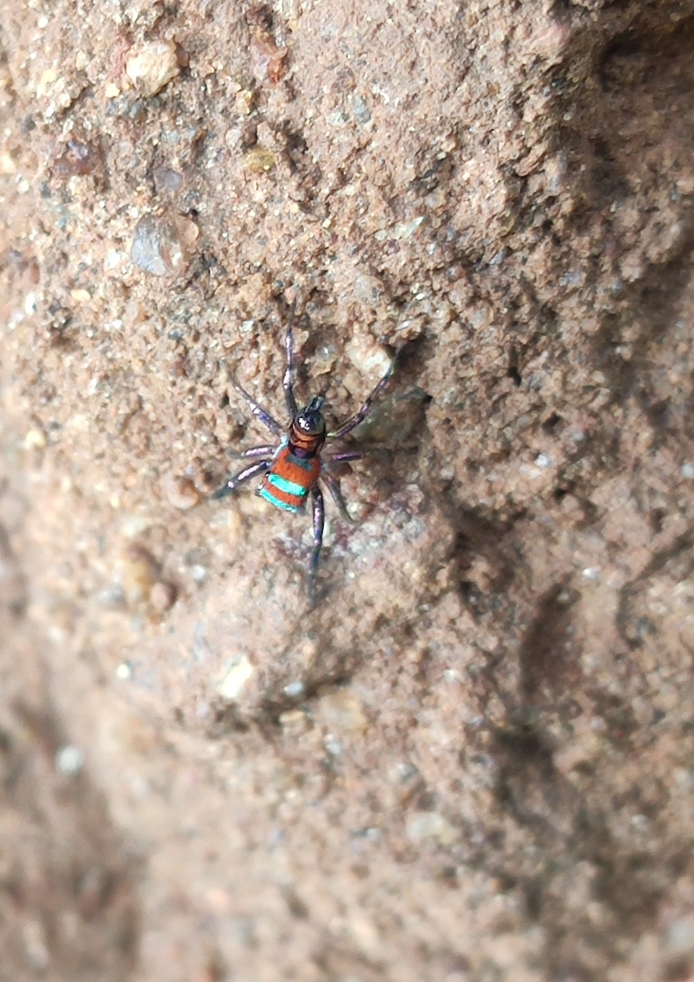 Chrysilla volupe (Karsch, 1879)