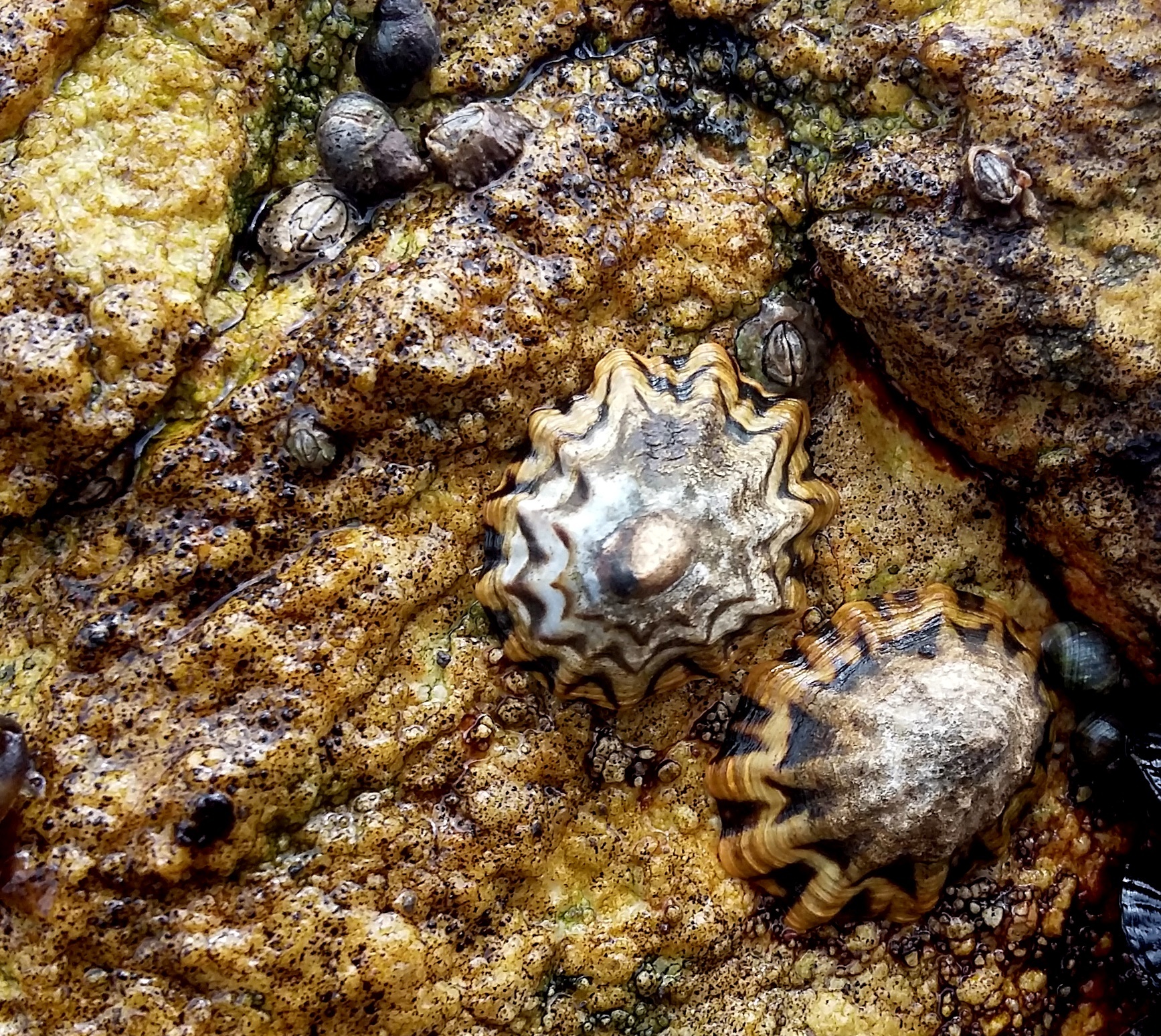 Scurria zebrina (Lesson, 1831)