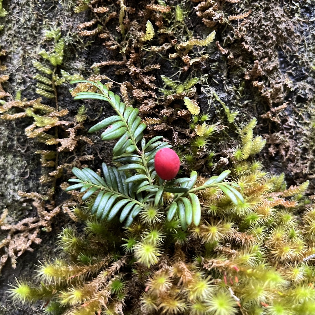 Miro from Pureora Forest Park, Pureora, Waikato, NZ on April 30, 2023 ...