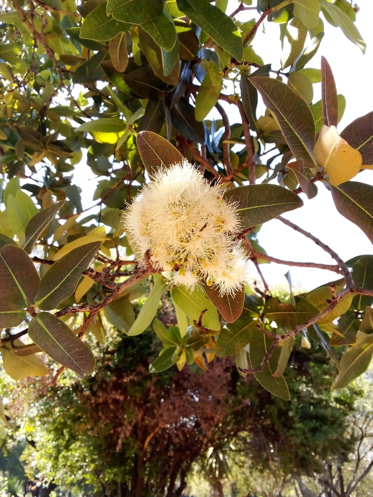 Waterberries from Hatfield, Pretoria, 0028, South Africa on April 30 ...