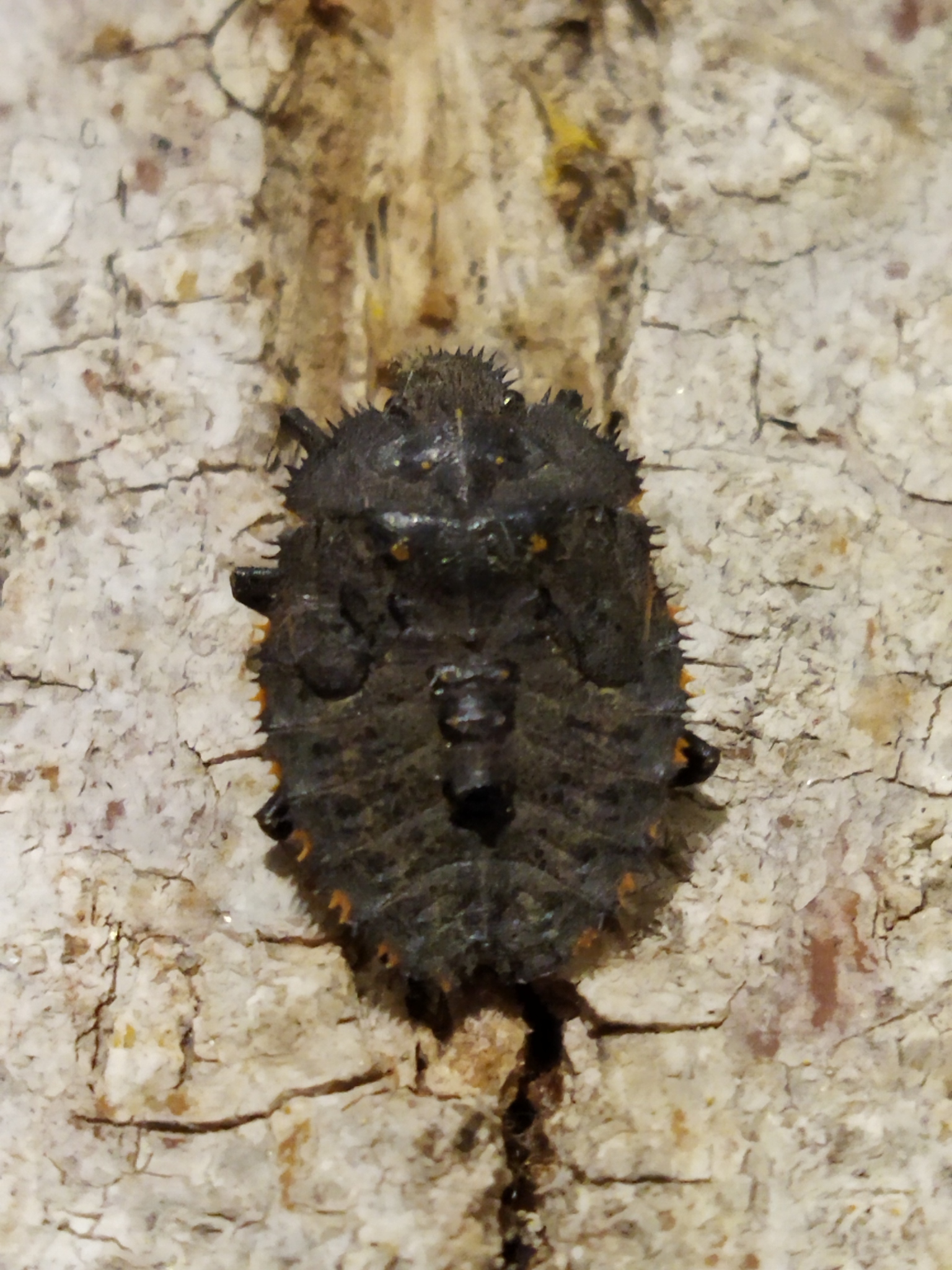 Mustha spinosula (Lefebvre, 1831)